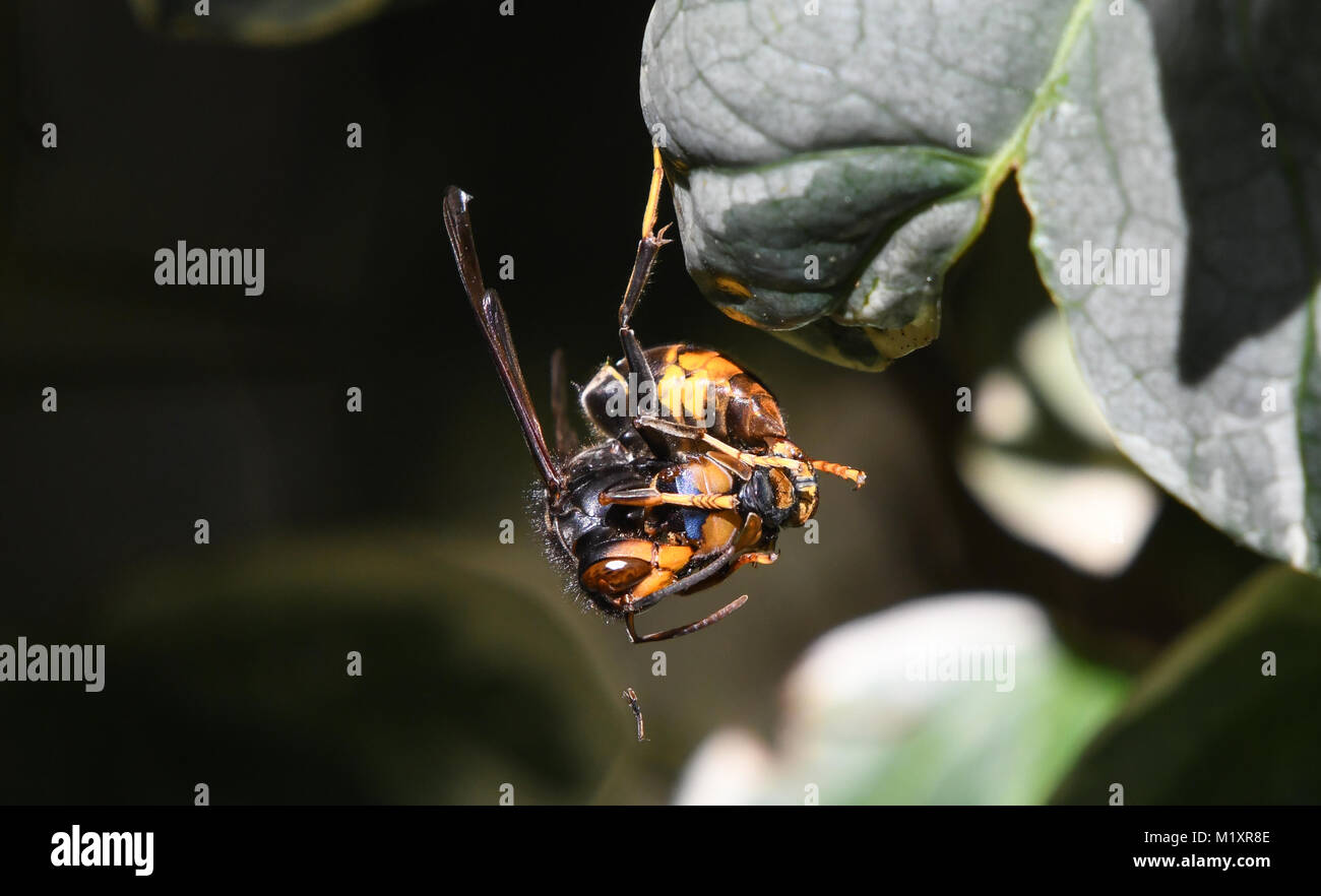 Asian biodiversity hi-res stock photography and images - Alamy