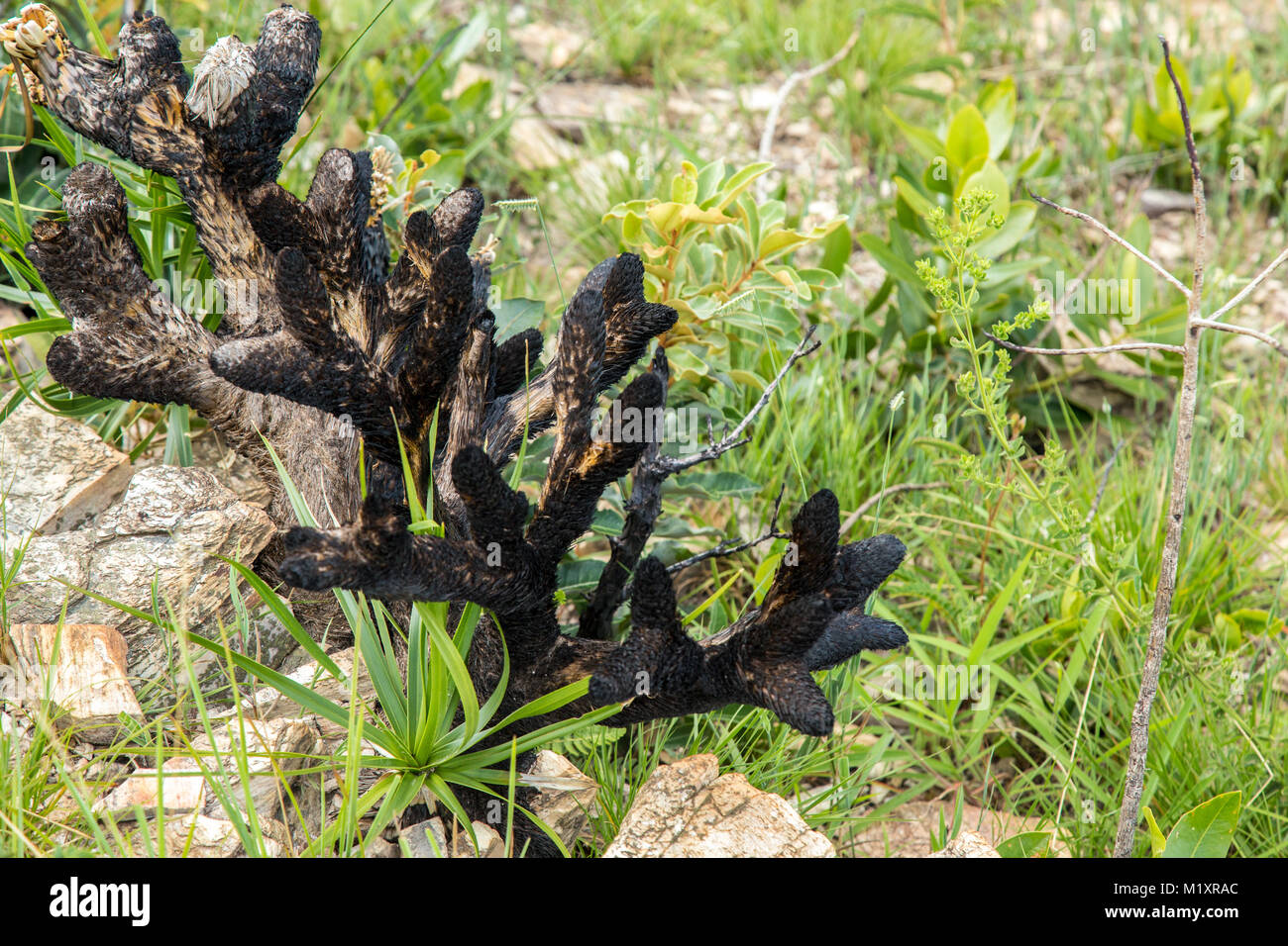 National park serra canastra brazil Stock Photo - Alamy