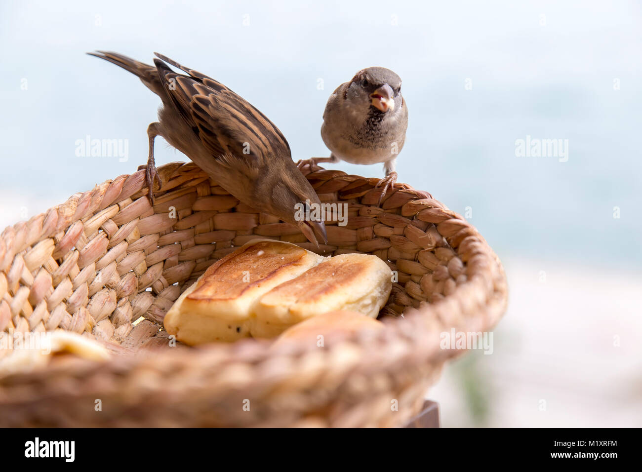 Birds struggling with each other Stock Photo - Alamy