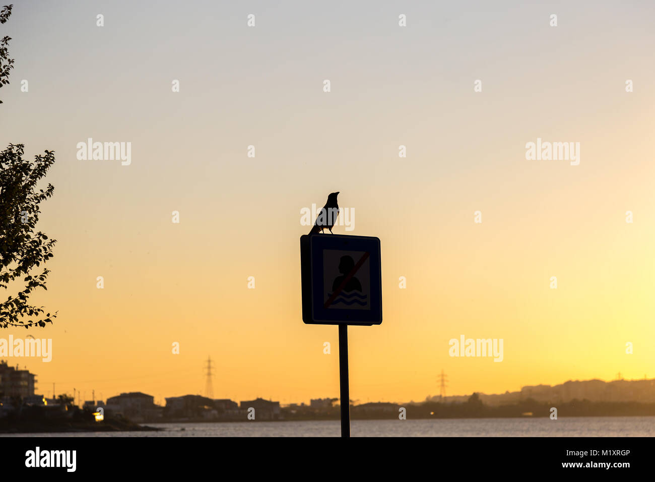 Crow standing on the sign during the sunset reverse light image for ...