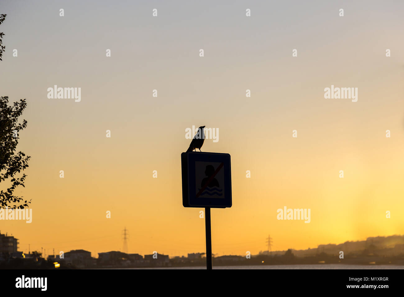 Crow standing on the sign during the sunset reverse light image for ...