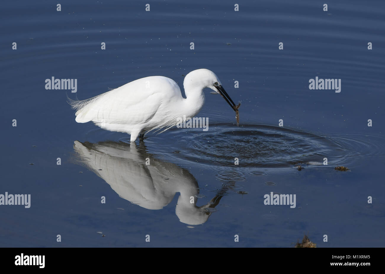 Egret catching fish in Santoña marsh Stock Photo - Alamy