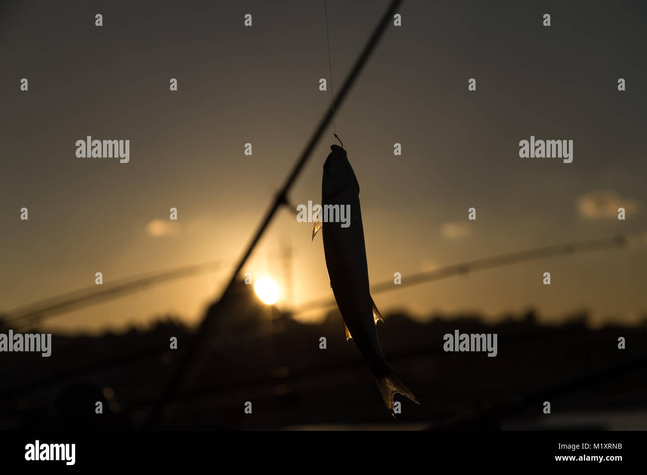 Fish hanging on the pole with its silhouette reverse light image Stock ...