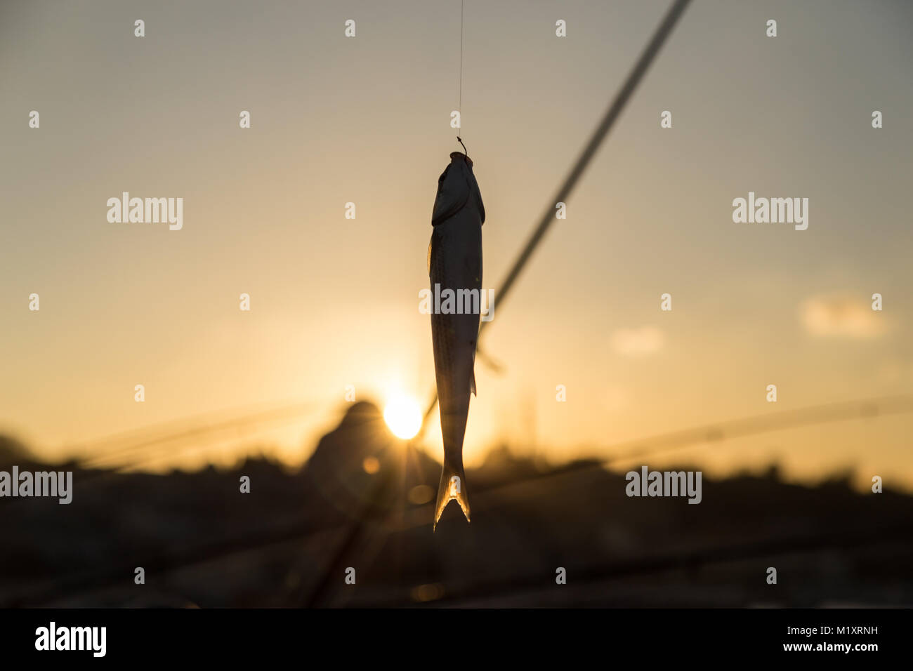 Fish hanging on the pole with its silhouette reverse light image Stock ...