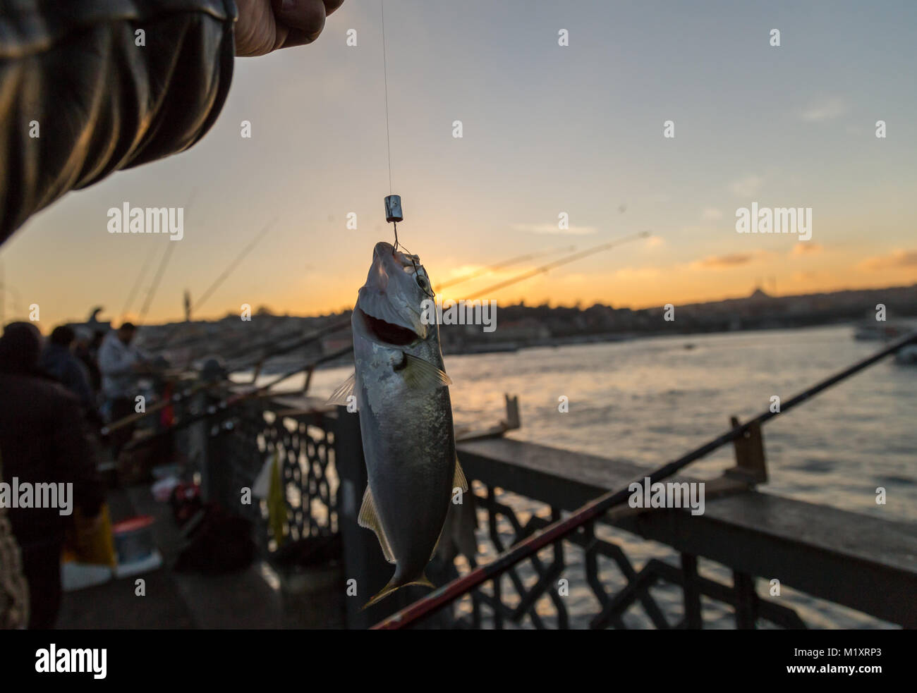 Fish hanging on the pole with its silhouette reverse light image Stock ...