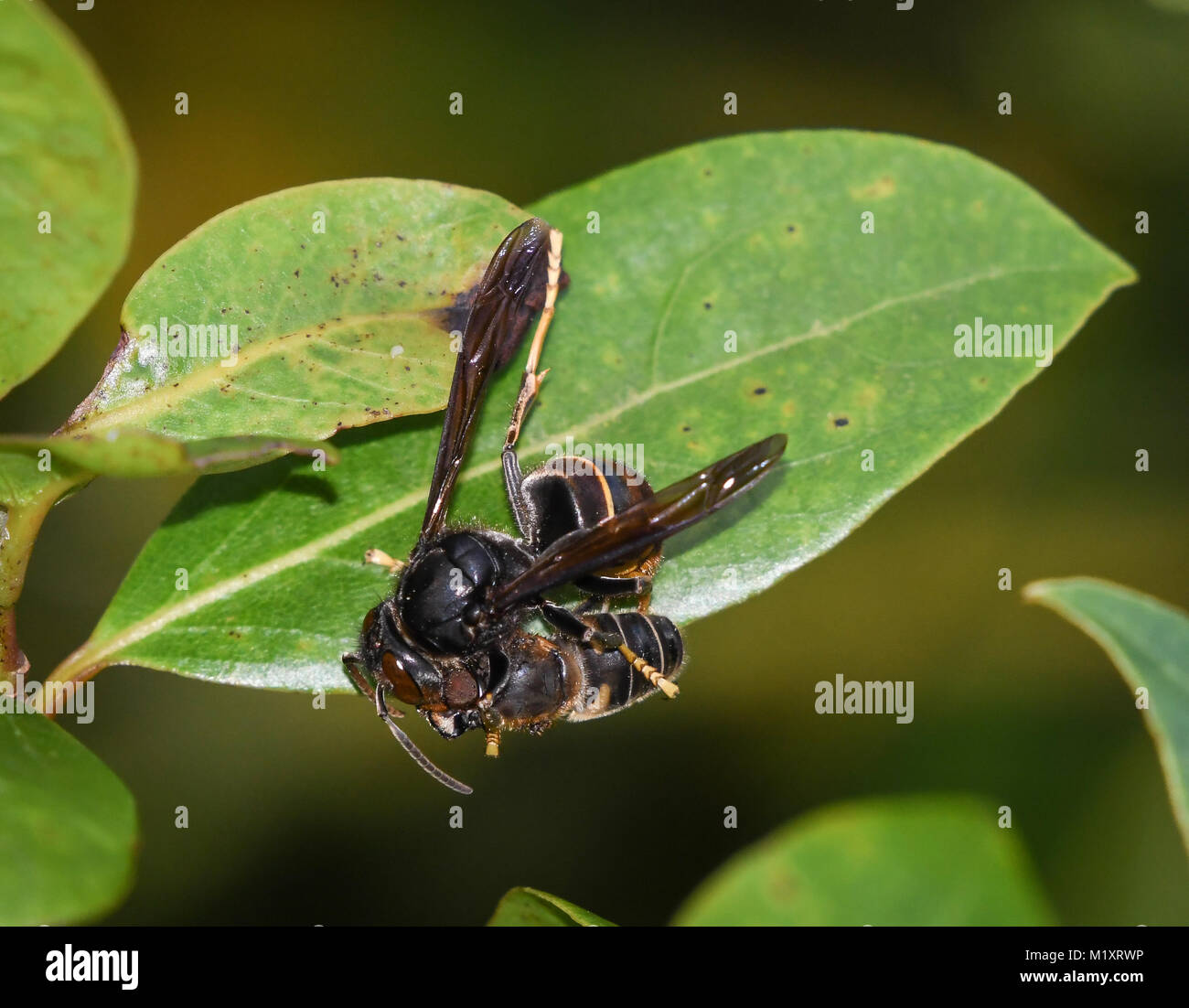Invertebrates wasp hi-res stock photography and images - Alamy