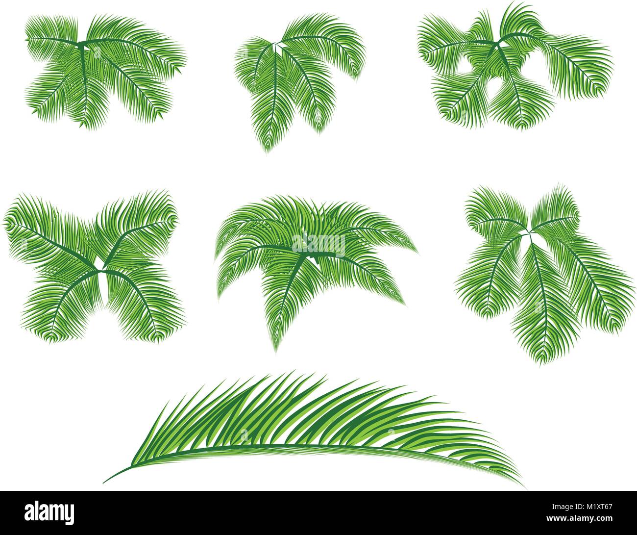 Palm branches and leaf Stock Vector Images - Alamy