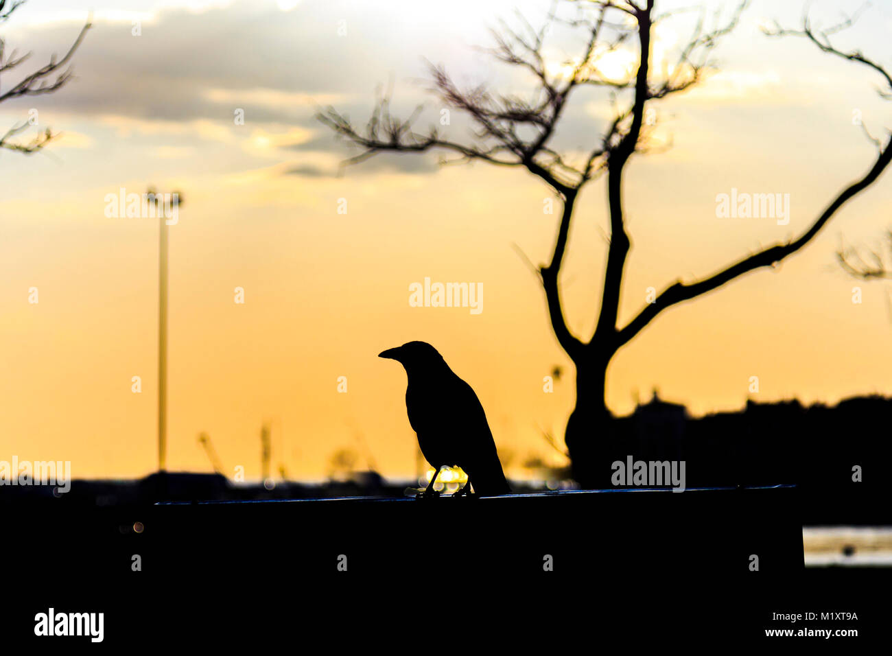 Crow standing on the sign during the sunset reverse light image for ...