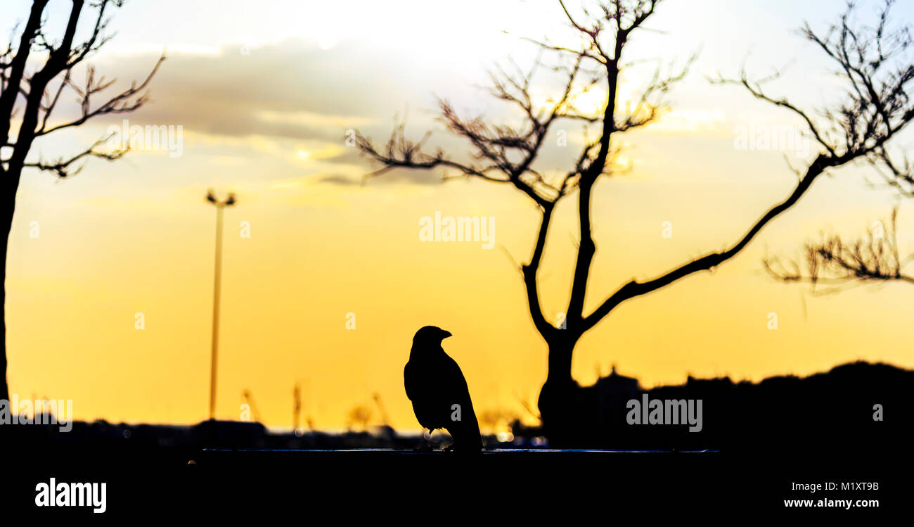 Crow standing on the sign during the sunset reverse light image for ...
