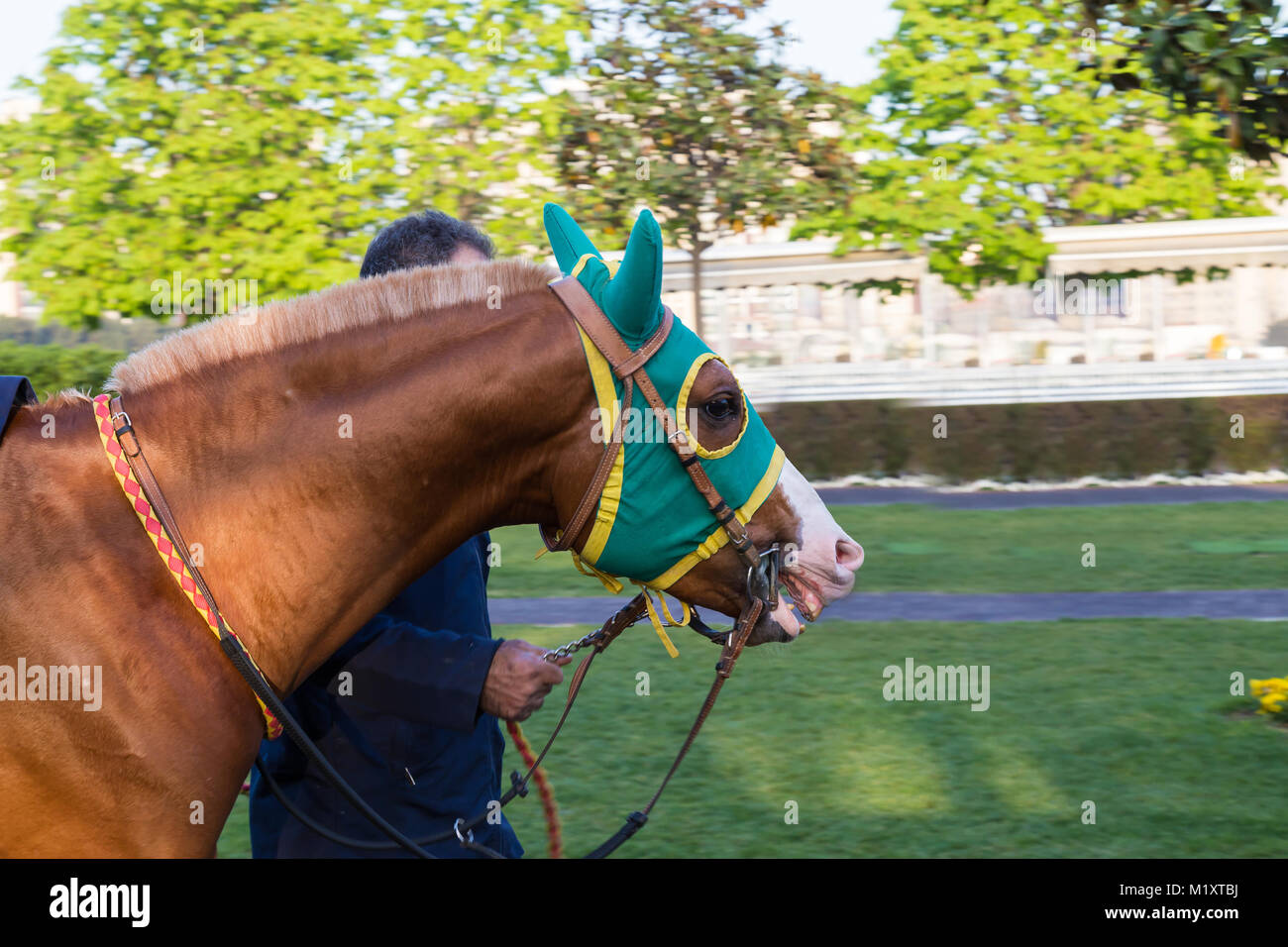 Close up elegant horse view Stock Photo - Alamy