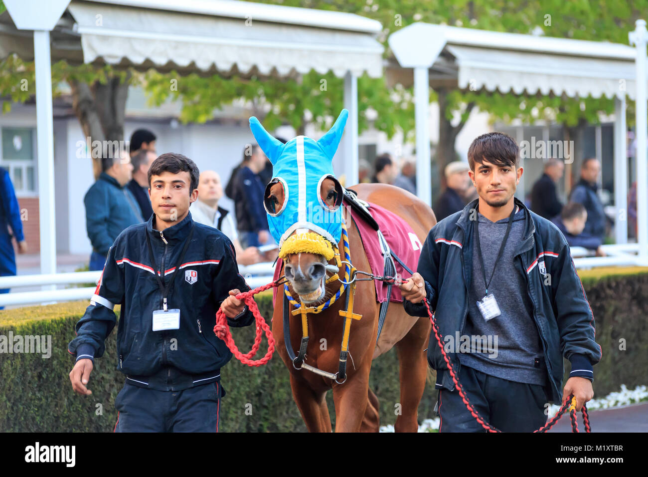 Istanbul, Turkey, April 06, 2016: Race Horse with its jockey and ...