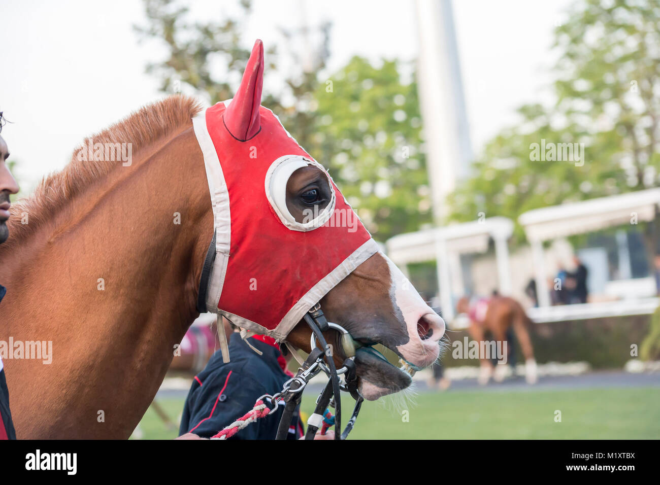 Istanbul, Turkey, April 06, 2016: Race Horse with its jockey and ...