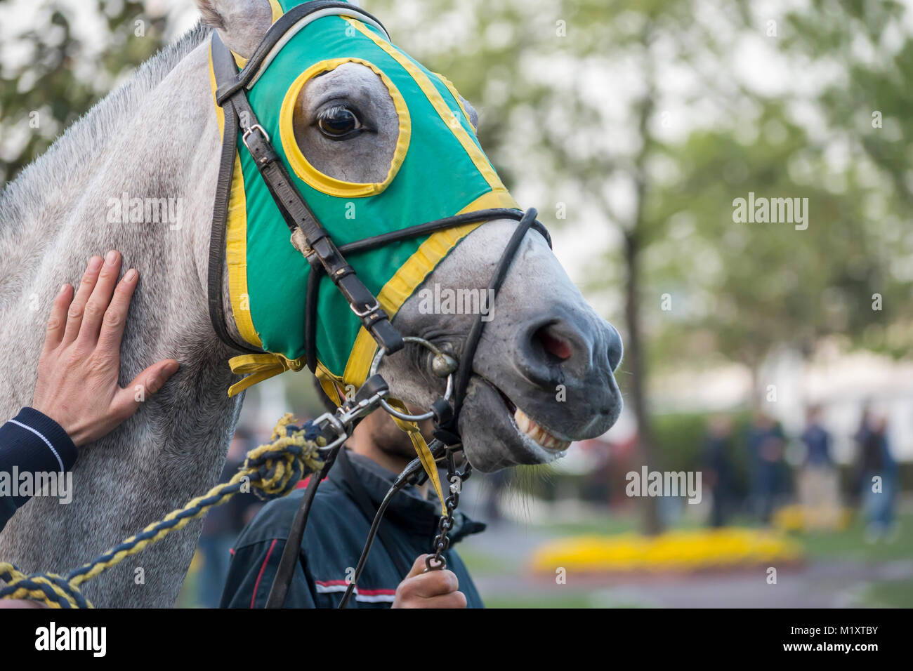Istanbul, Turkey, April 06, 2016: Race Horse with its jockey and ...