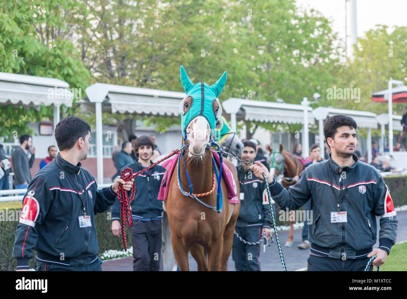 Istanbul, Turkey, April 06, 2016: Race Horse with its jockey and ...