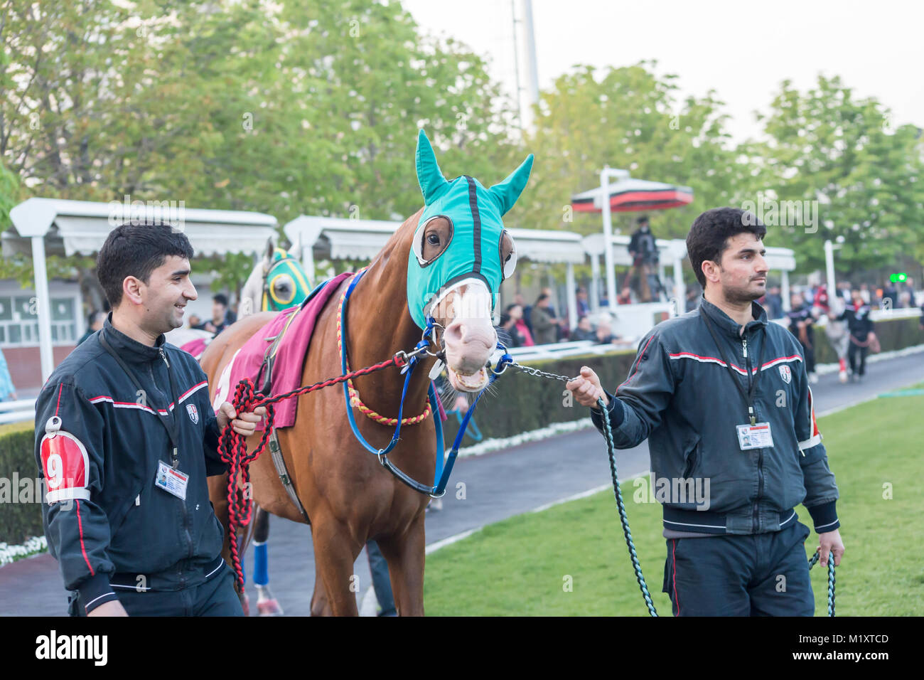 Istanbul, Turkey, April 06, 2016: Race Horse with its jockey and ...