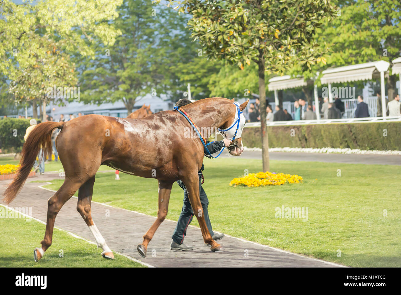 Istanbul, Turkey, April 06, 2016: Race Horse with its jockey and ...