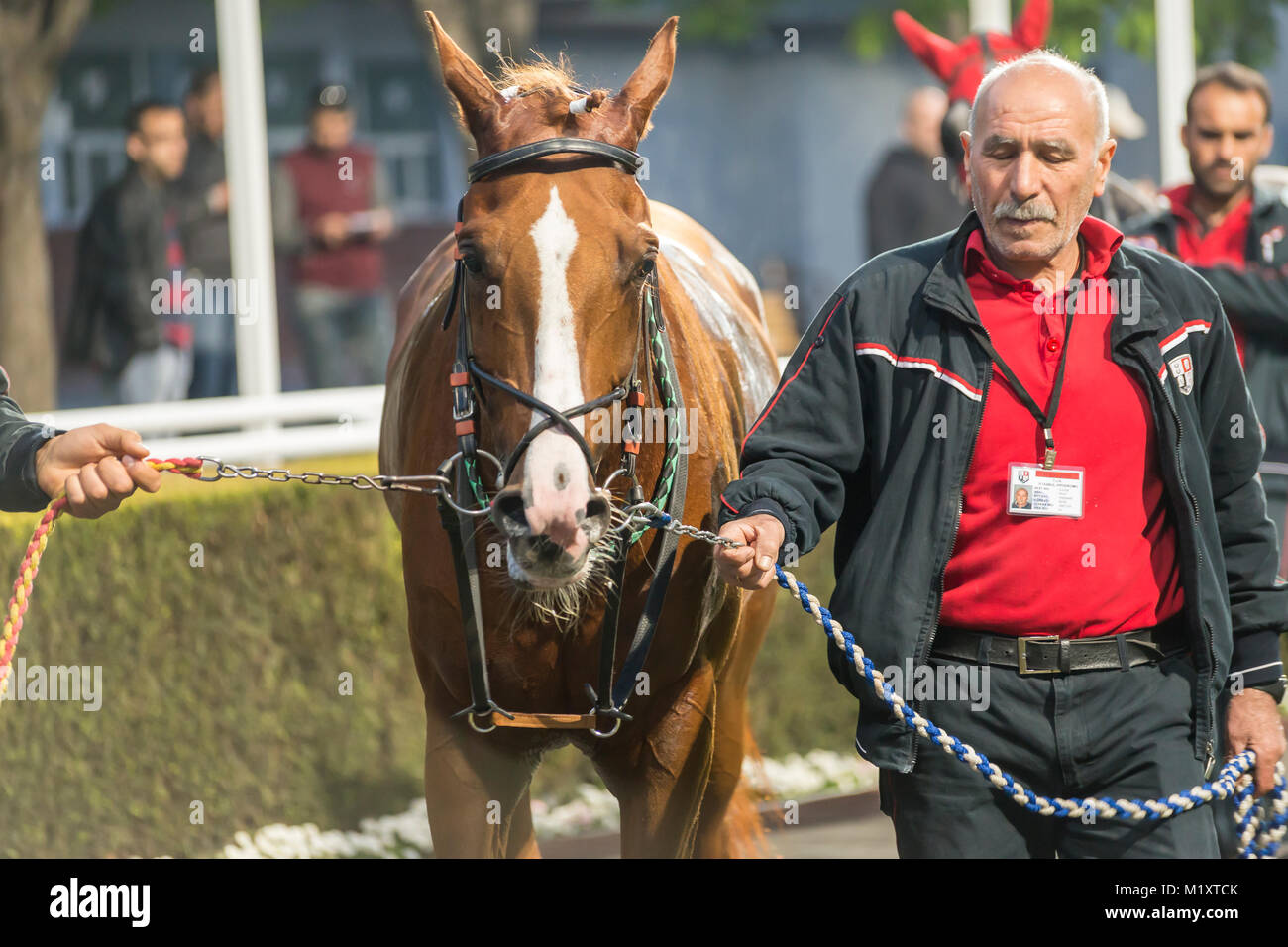 Istanbul, Turkey, April 06, 2016: Race Horse with its jockey and ...