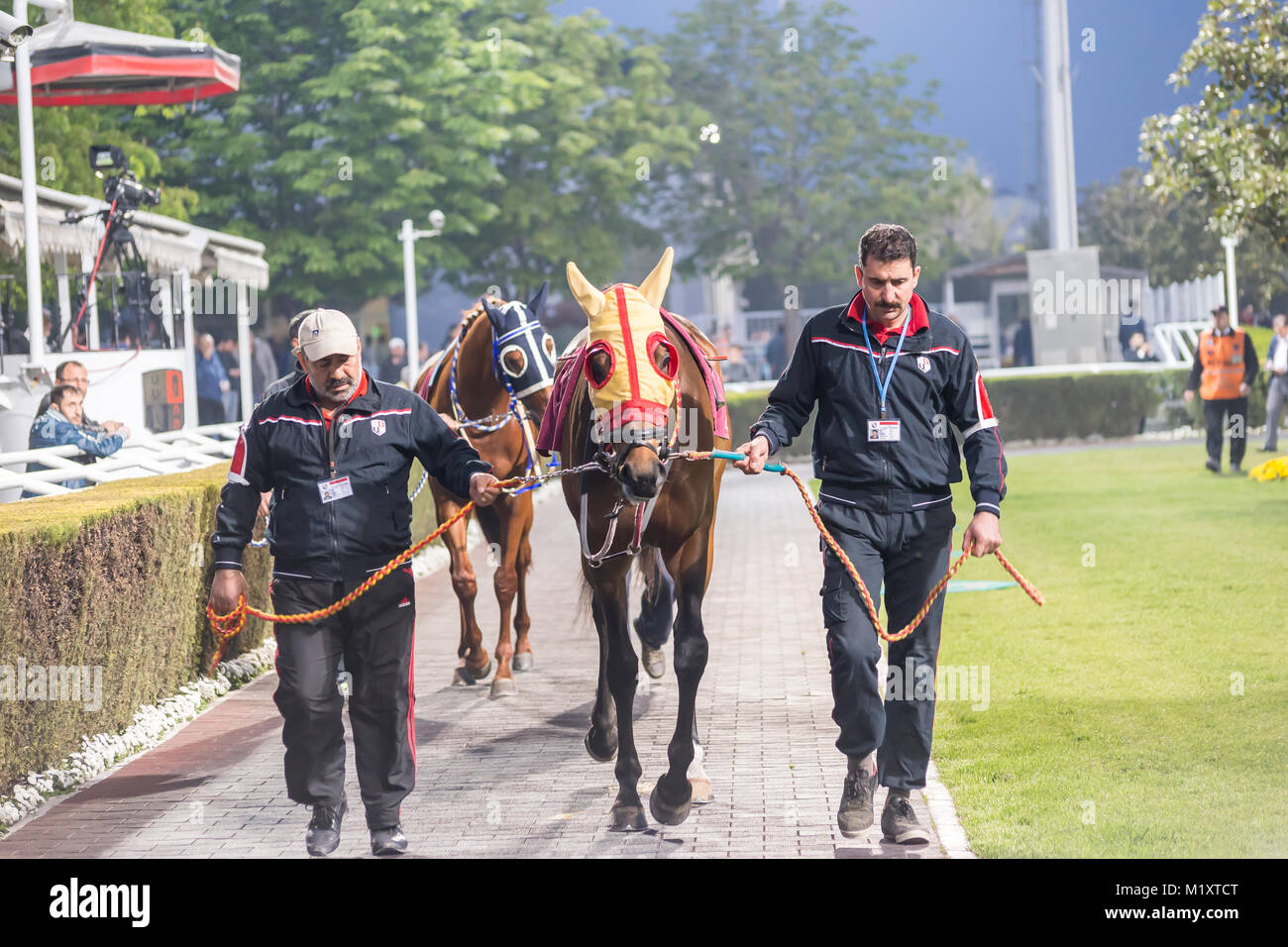 Istanbul, Turkey, April 06, 2016: Race Horse with its jockey and ...