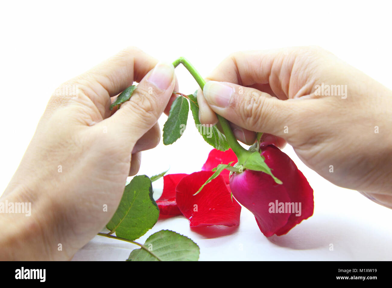 Broken heart rose petals hi-res stock photography and images - Alamy