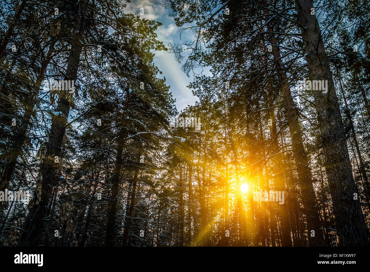 The rays of the sun make their way through the winter pine forest Stock ...