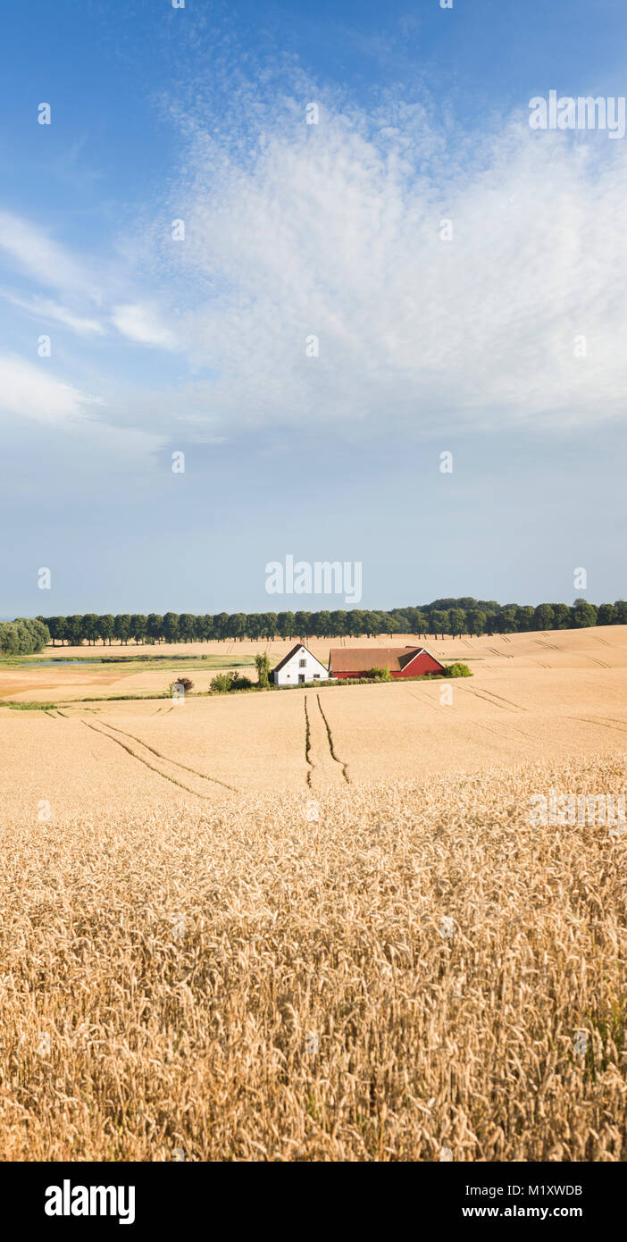 Farmhouse and wheat field in vast landscape. Skane, Sweden, Scandinavia ...