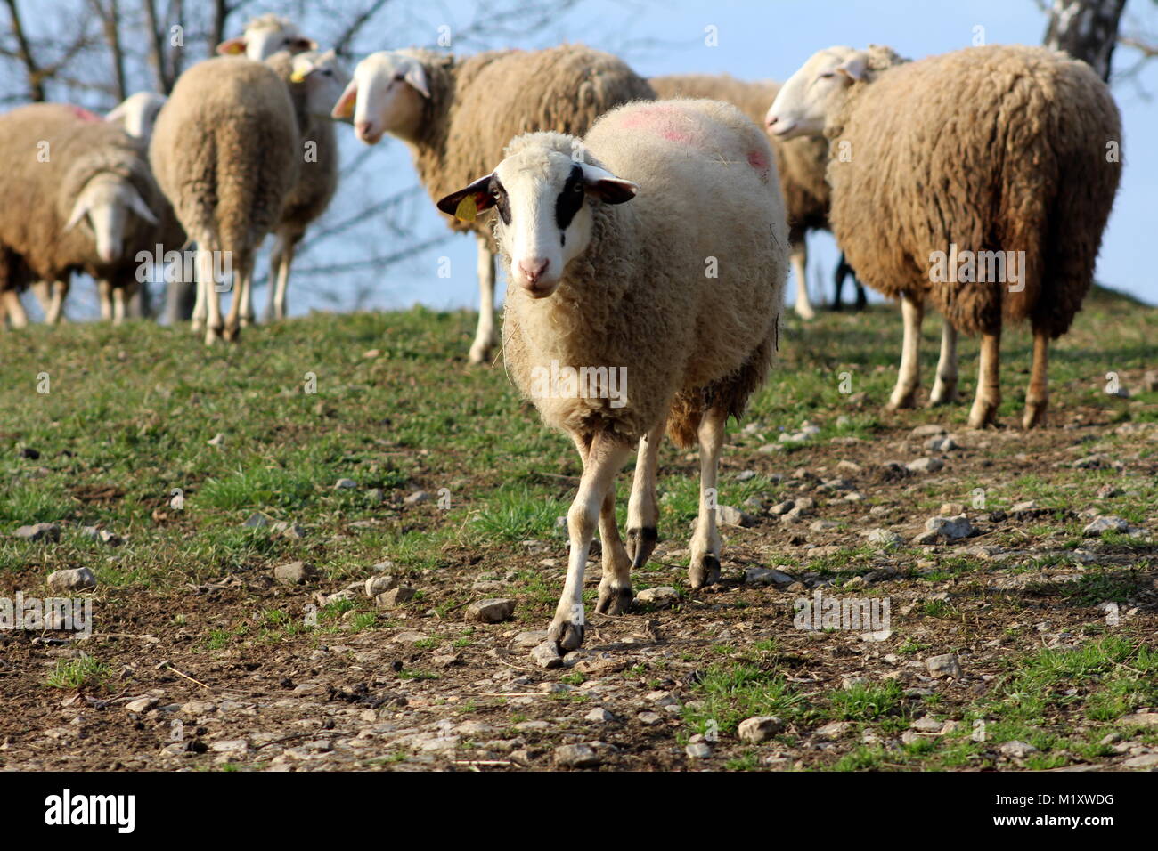 Sheep going hi-res stock photography and images - Alamy
