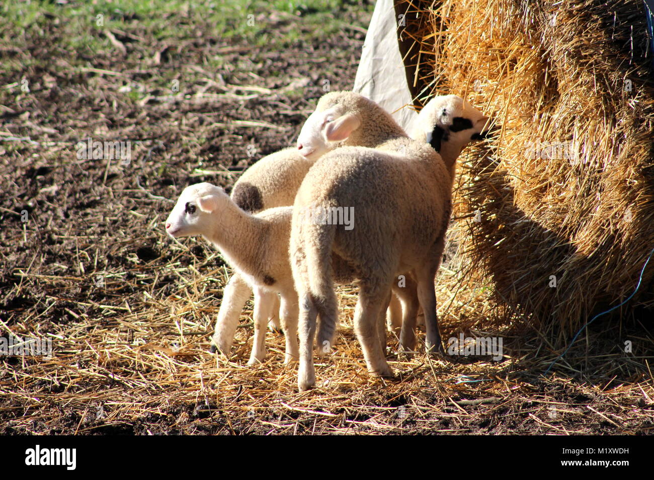 Little haystack hi-res stock photography and images - Alamy