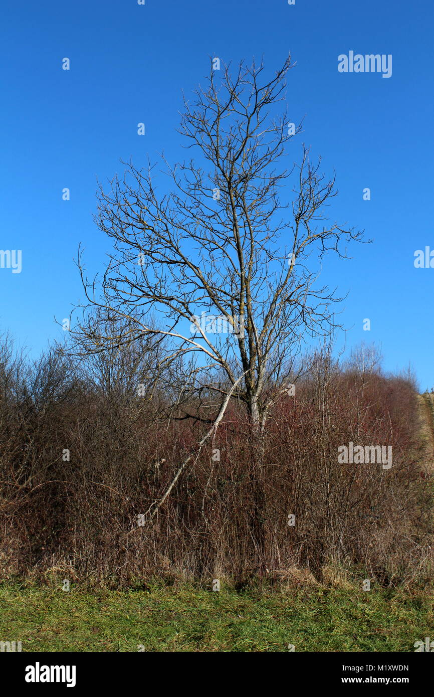 Tall dead tree completely without leaves and with broken branches ...