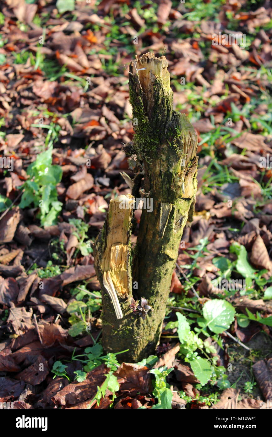 Tree stump surrounded with brown fallen autumn leaves and small green ...