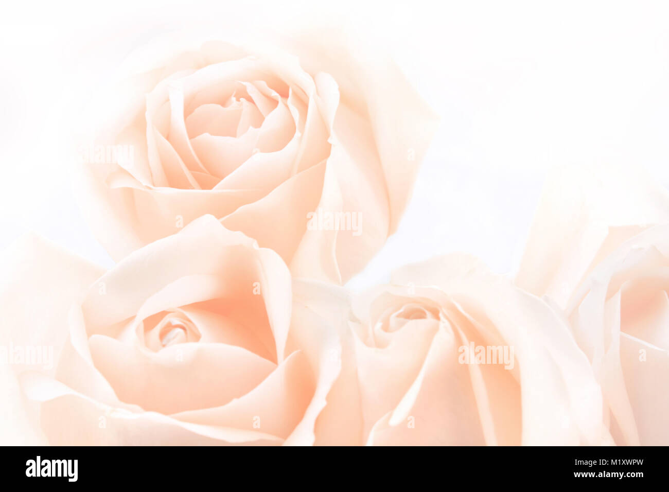 Soft full blown delicate roses as a neutral background. Selective focus ...