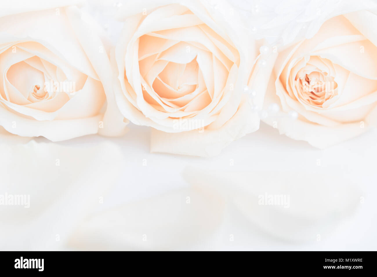 Soft full blown beige roses as a neitral background for wedding ...