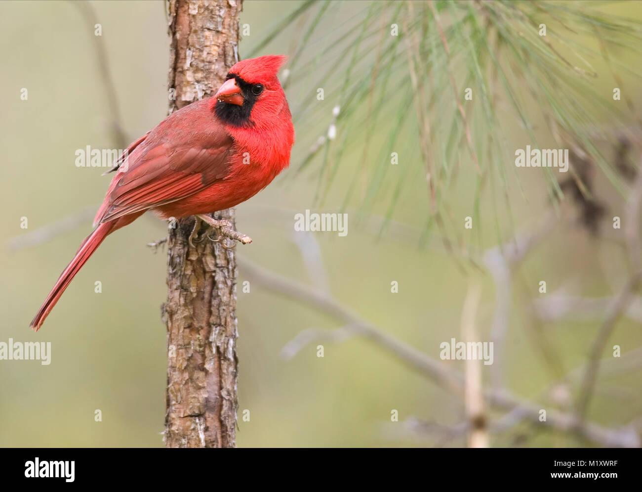 An adult Male Northern Cardinal perched on a pine branch. Early spring ...