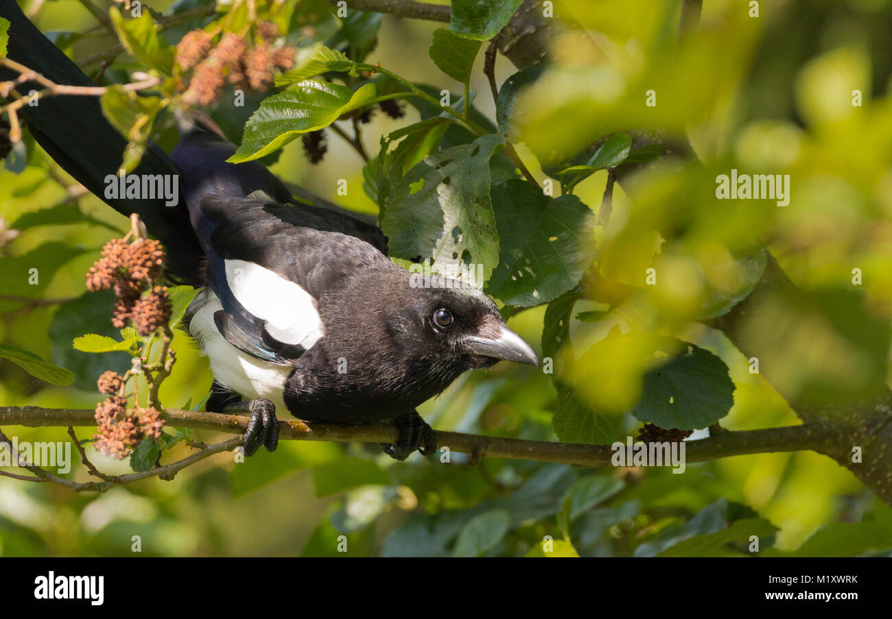 Magpie sitting in a tree looking at the camera close up Stock Photo - Alamy