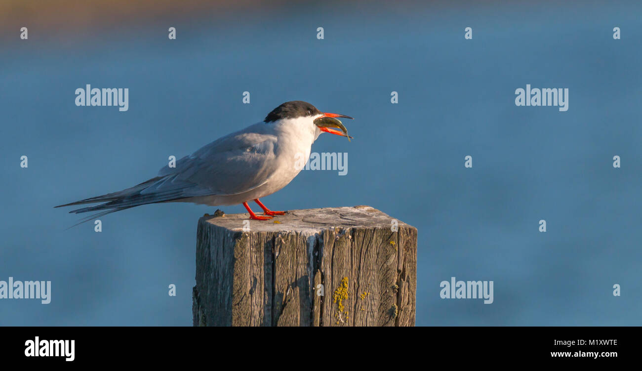 common stern standing on a pole with a fish in his beak Stock Photo - Alamy