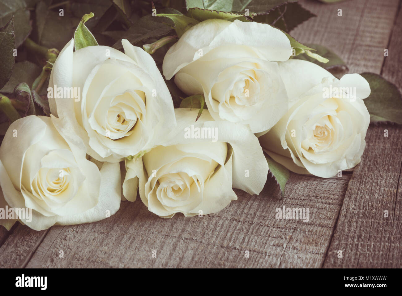 Soft full blown white roses as a neutral background on wooden board ...