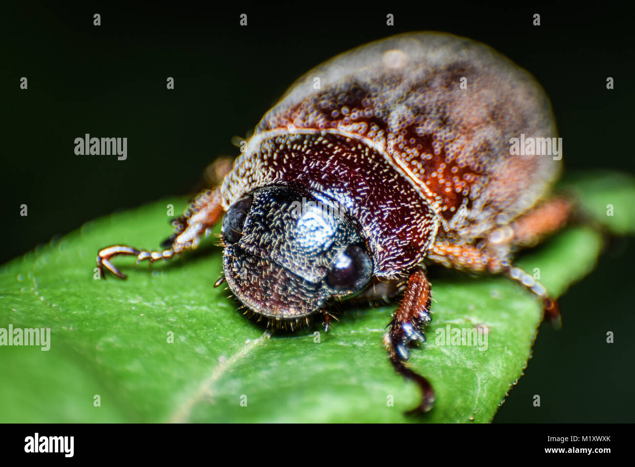 Insects world by Macro Stock Photo - Alamy