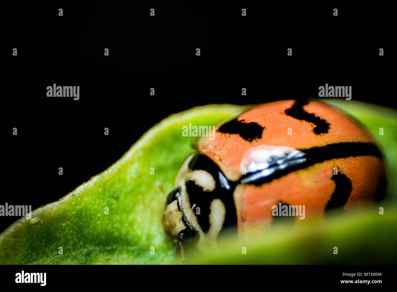 Insects world by Macro Stock Photo - Alamy
