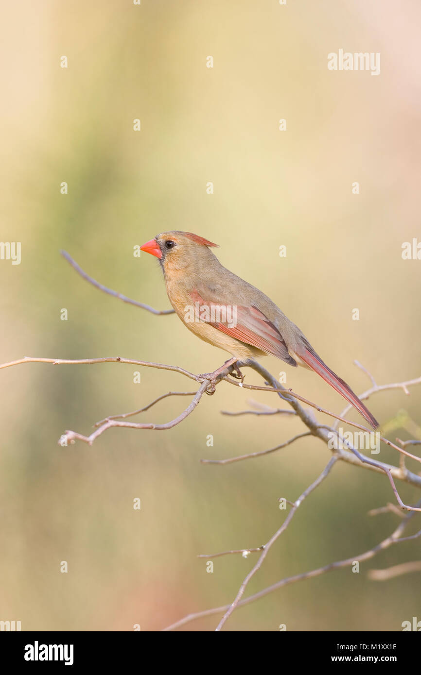 An adult female Northern Cardinal perched on a pine branch. Early ...