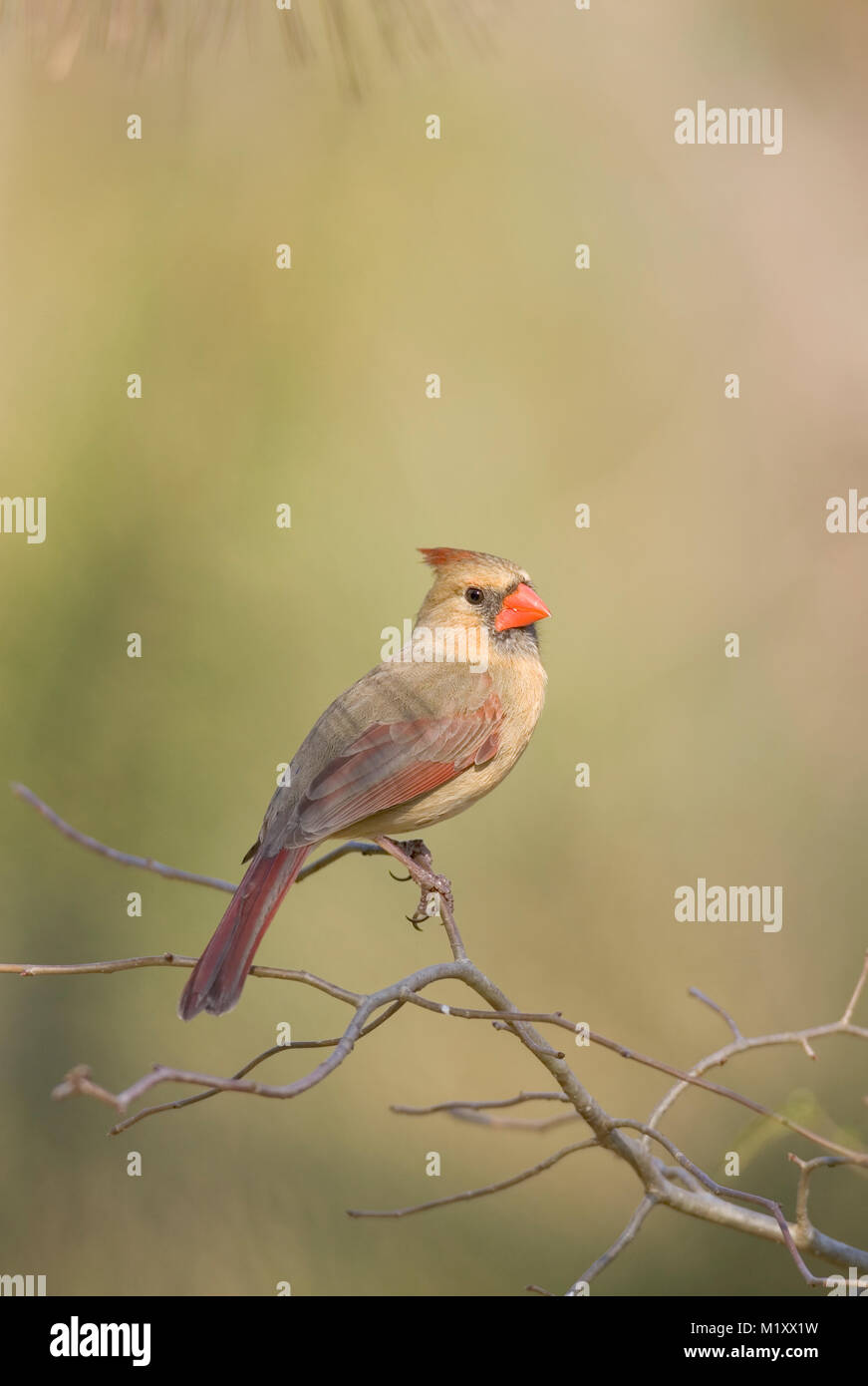 An adult female Northern Cardinal perched on a pine branch. Early ...