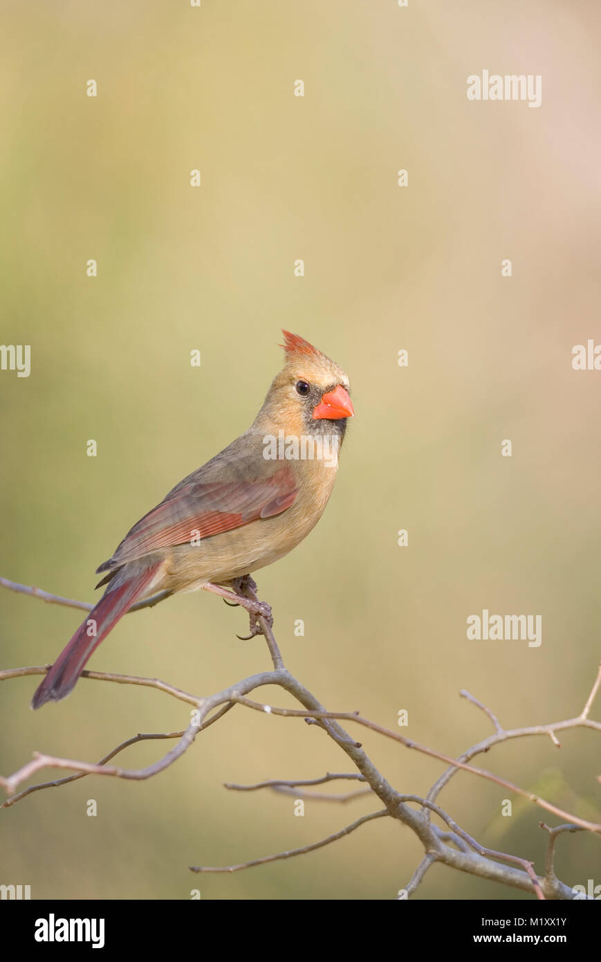An adult female Northern Cardinal perched on a pine branch. Early ...