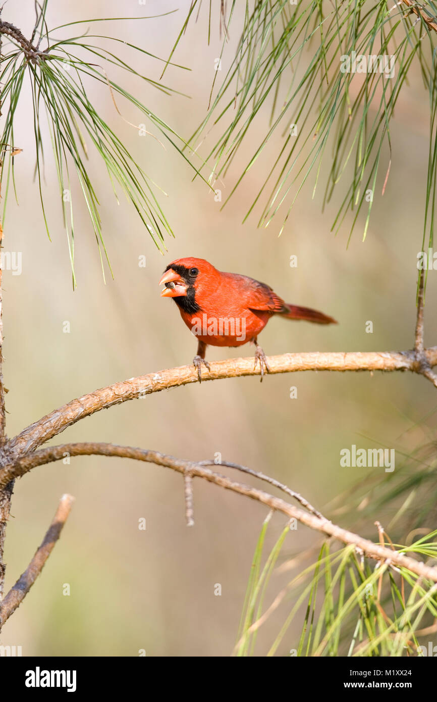 An adult Male Northern Cardinal perched on a pine branch. Early spring ...
