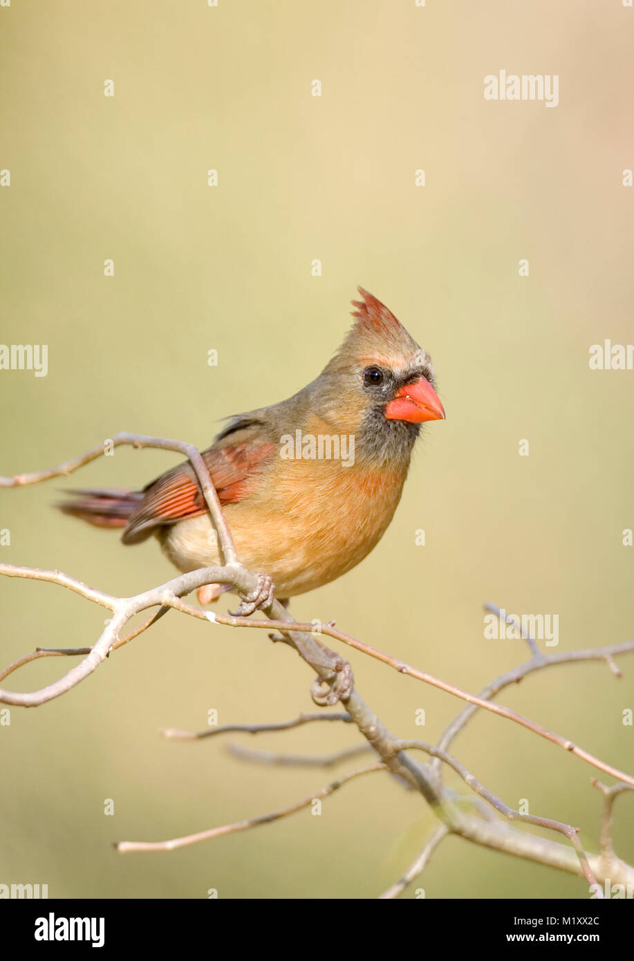 An adult female Northern Cardinal perched on a pine branch. Early ...
