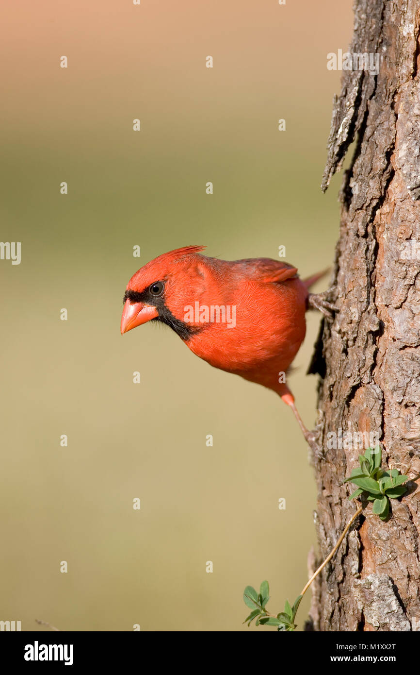 An adult Male Northern Cardinal perched on a pine branch. Early spring ...