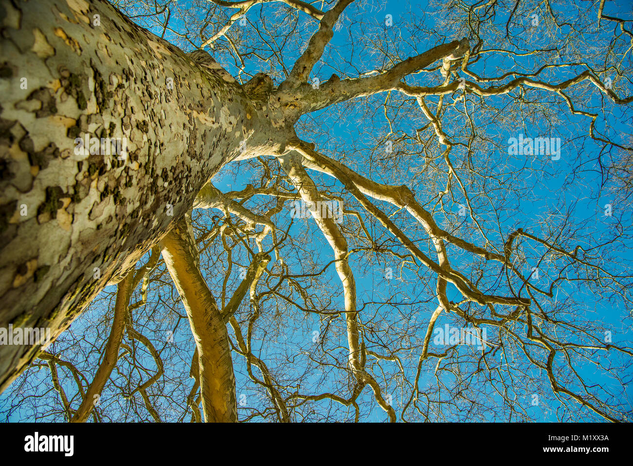 Tree without leaves with blue sky for background Stock Photo - Alamy