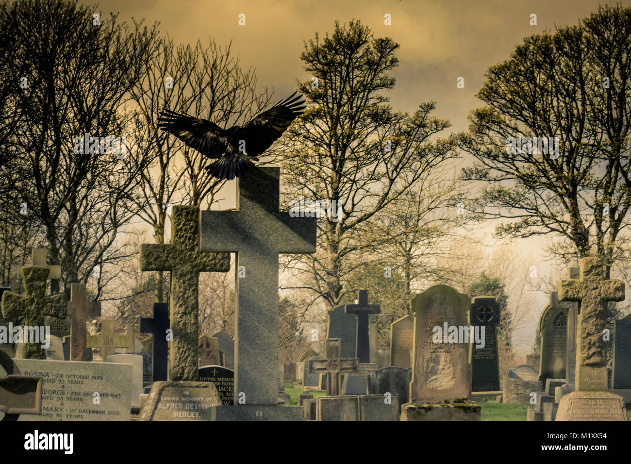 Sad crow hi-res stock photography and images - Alamy