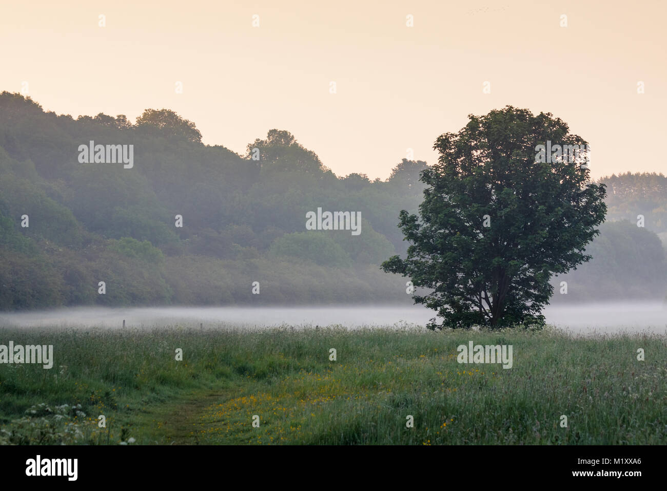 Mist fog flower hi-res stock photography and images - Alamy
