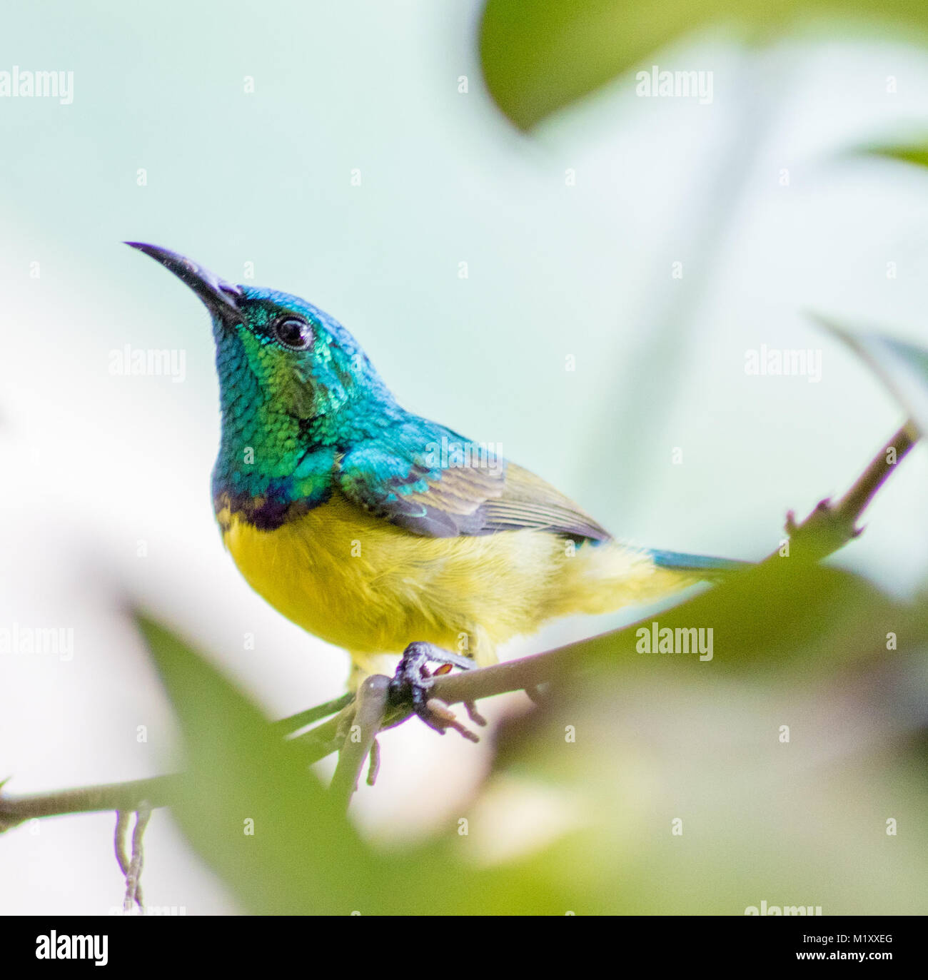 Old world sunbird hi-res stock photography and images - Alamy