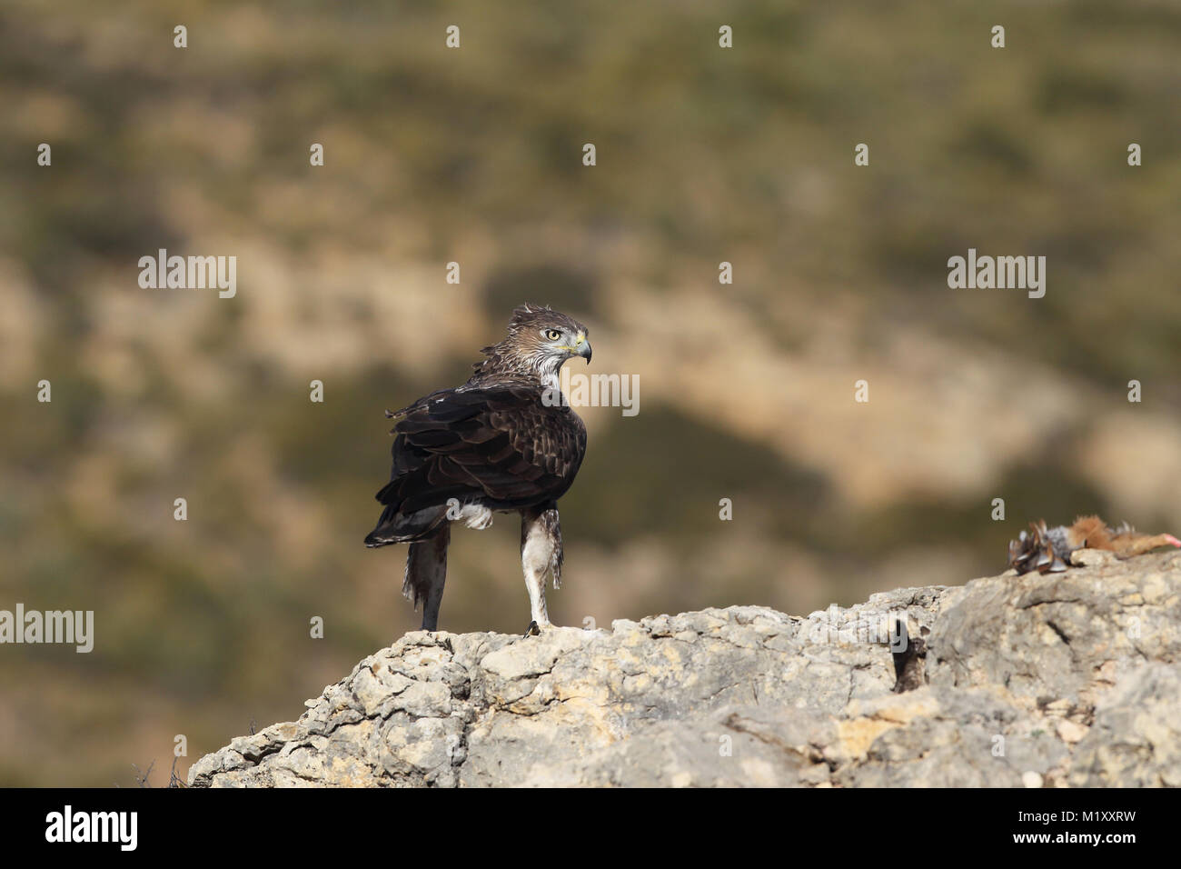 Female bald eagle hi-res stock photography and images - Alamy