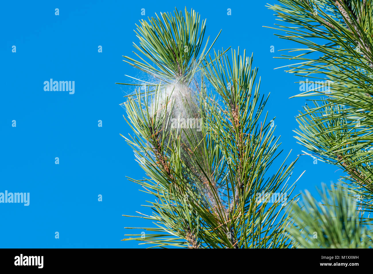 Pine Processionary Caterpillar Nest In A Pine Tree Stock Photo - Alamy