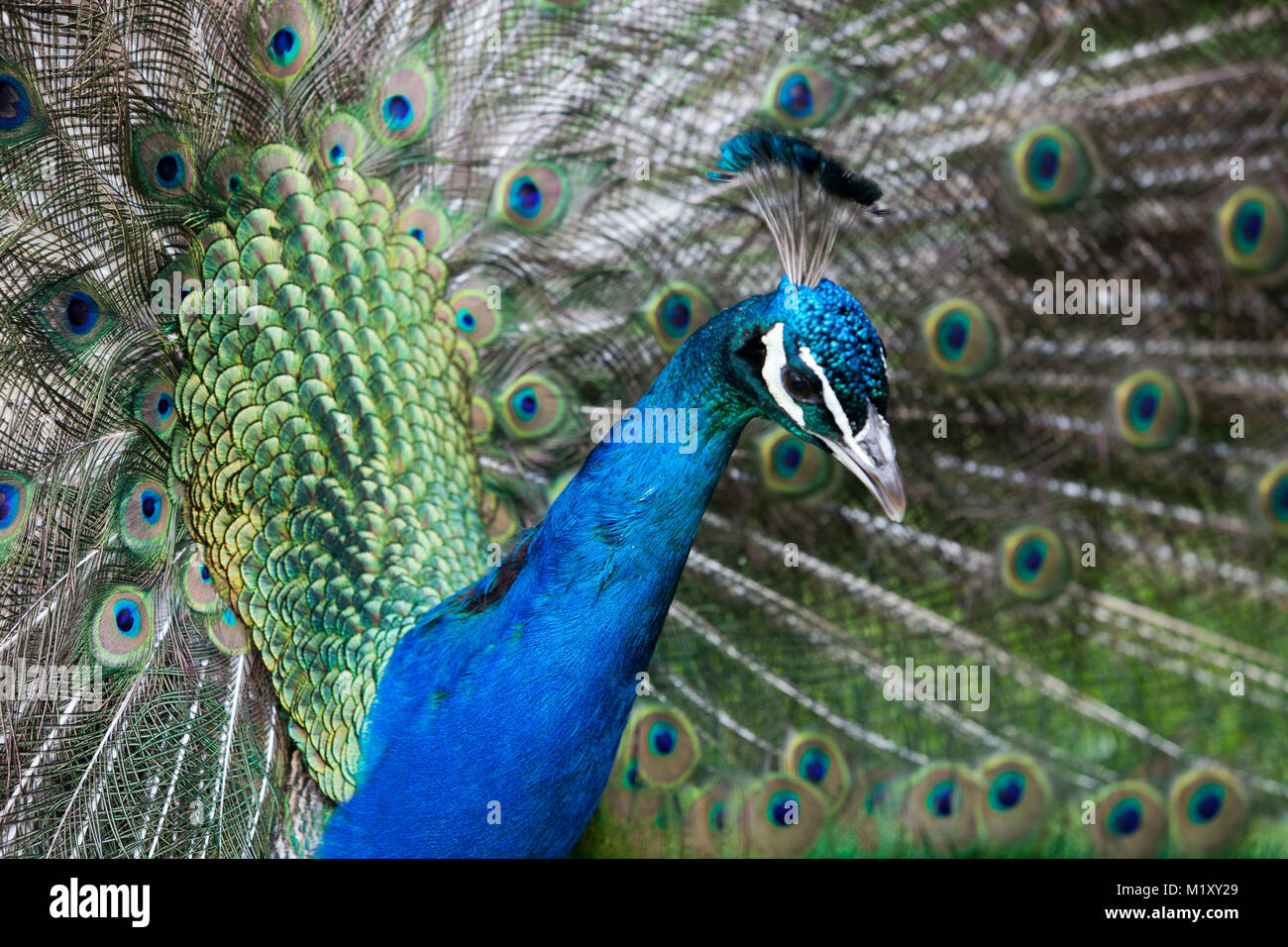 Close up of peacock showing its beautiful feathers Stock Photo - Alamy